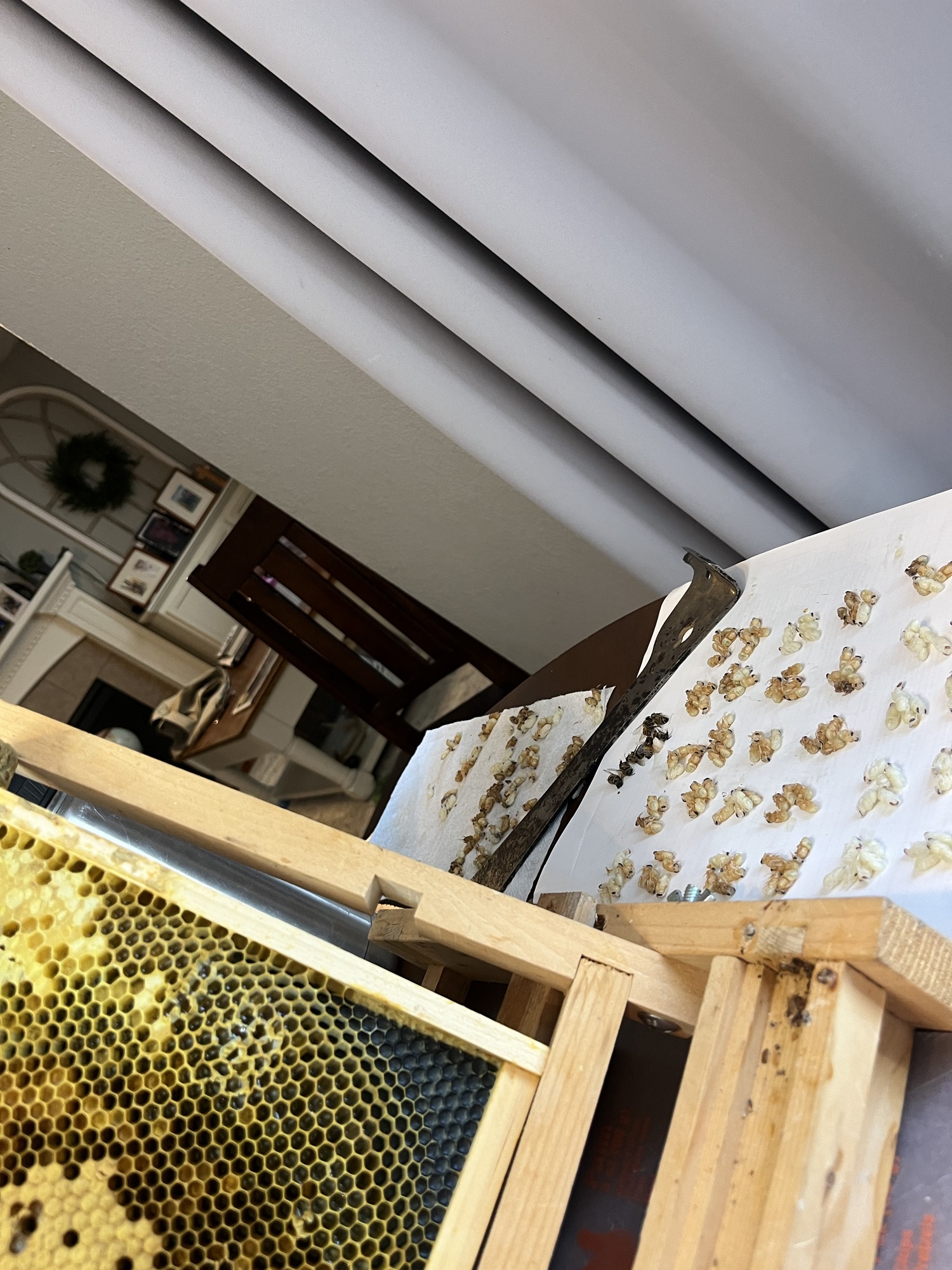 Downs VSH Mating Project – American Heritage Apiary